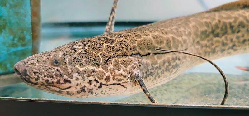 Marbled Lungfish - (Protopterus aethiopicus)