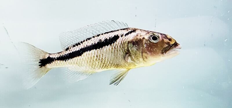 Malawi Hawk Cichlid - (Aristochromis christyi)