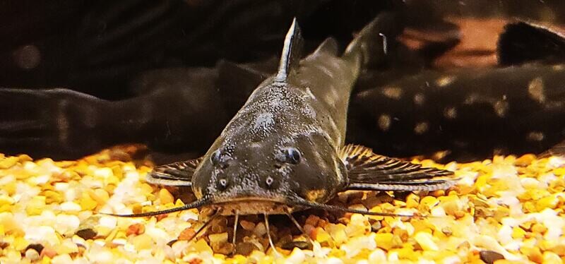 Snoring Catfish For Sale Online (Wertheimeria maculata)