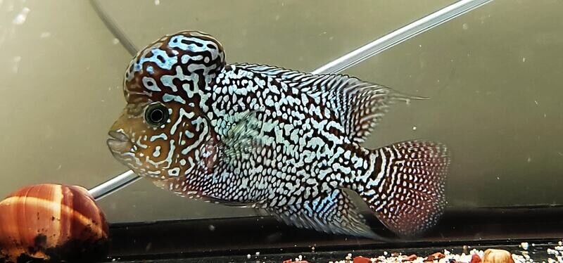 King Kamfa Flowerhorn