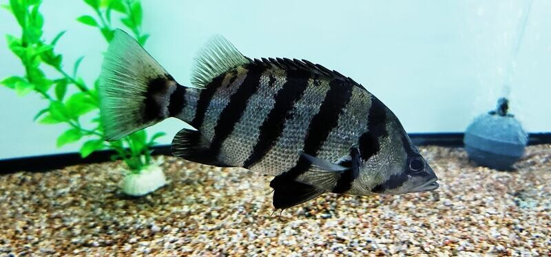 Silver Datnoid/Silver Tiger Perch - (Datnioides polota)