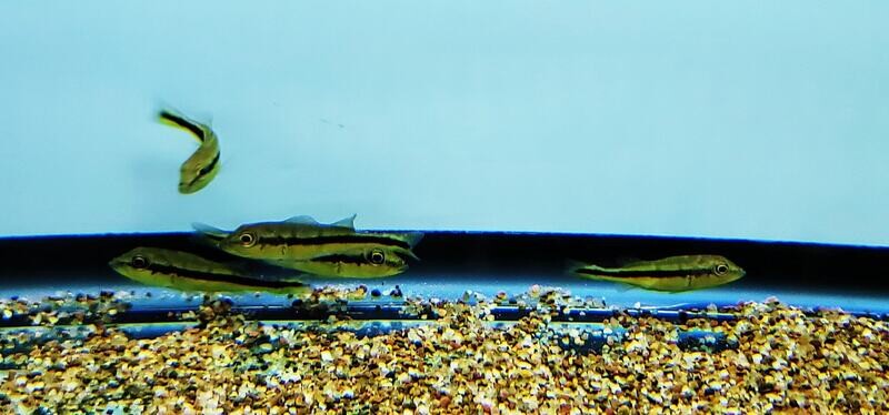 Temensis Peacock Bass/Speckled Pavon Peacock Bass - (Cichla temensis)