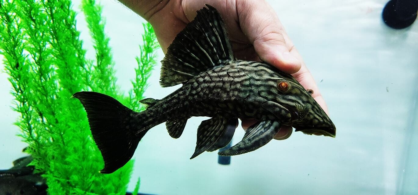 Watermelon Pleco