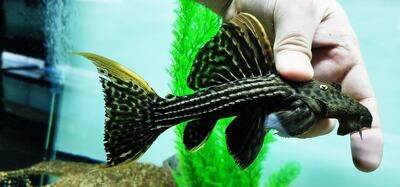 Jasons Plecos & Cichlids LLC