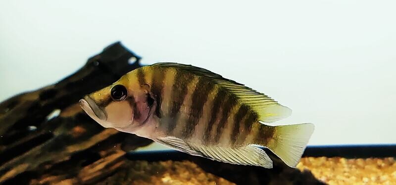 Red Fin Compressiceps - (Altolamprologus Compressiceps)