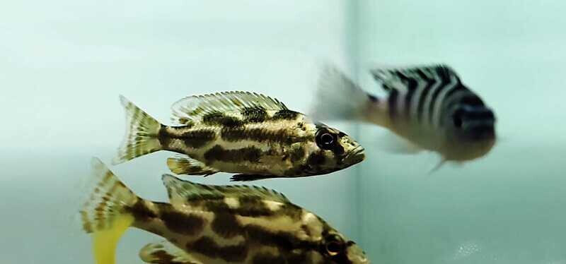 Livingstoni Cichlid For Sale Online (Nimbochromis livingstonii)
