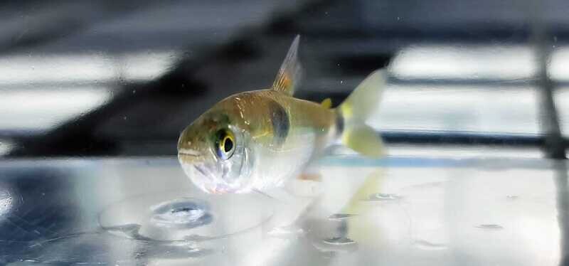 Bucktooth Tetra For Sale Online (Exodon Paradoxus)