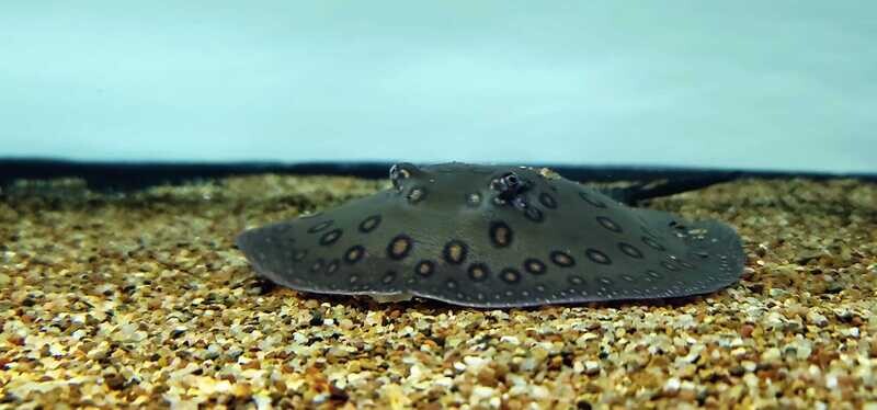 Motoro Stingray/Ocellate River Stingray - (Potamotrygon Motoro)