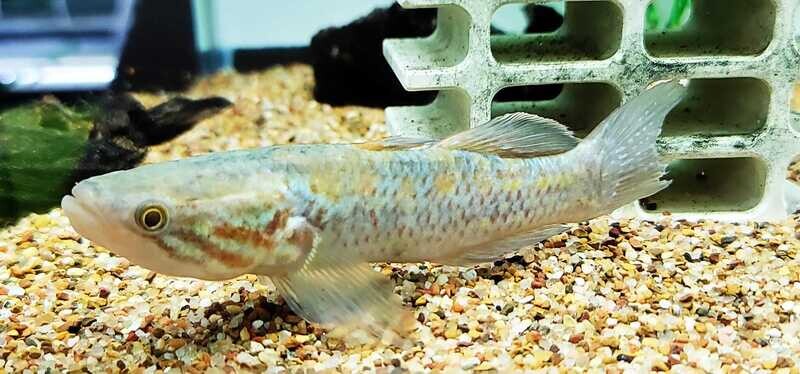 Snakehead Gudgeon - (Giuris margaritacea)