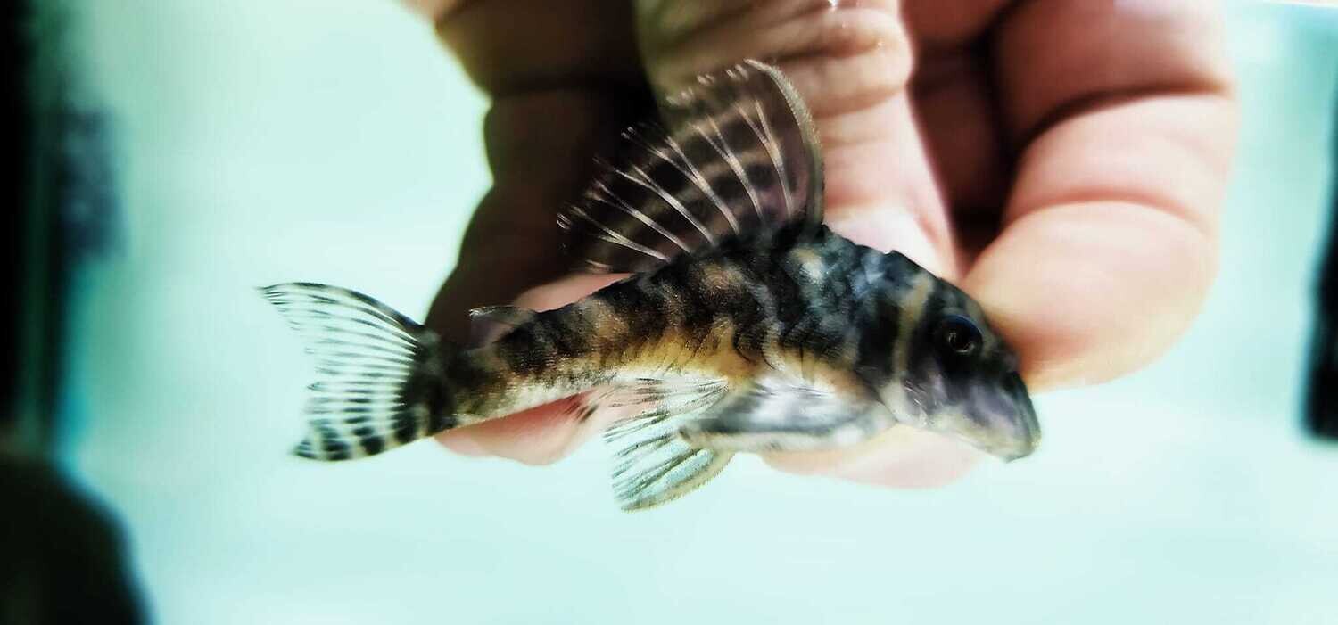 African Pike Characin - (Hepsetus odoe)