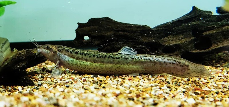 Dojo Loach - (Misgurnus anguillicaudatus)