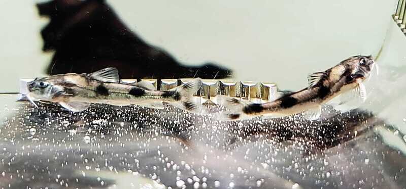 Clown Catfish For Sale Online (Gagata cenia)