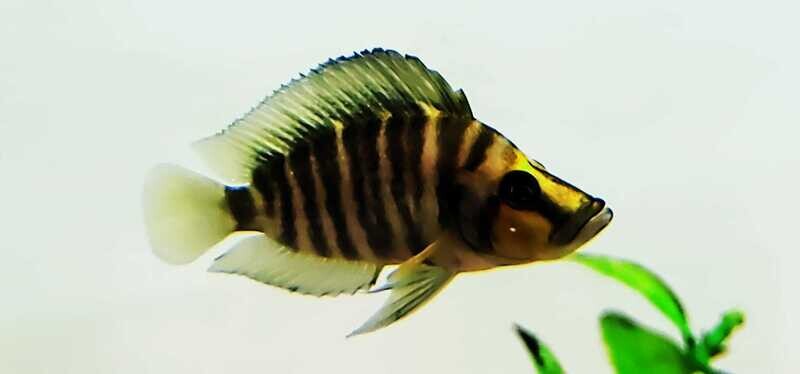 Yellow Chaitika Compressiceps - (Altolamprologus compressiceps)