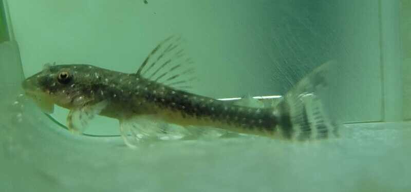Dwarf Pleco For Sale Online