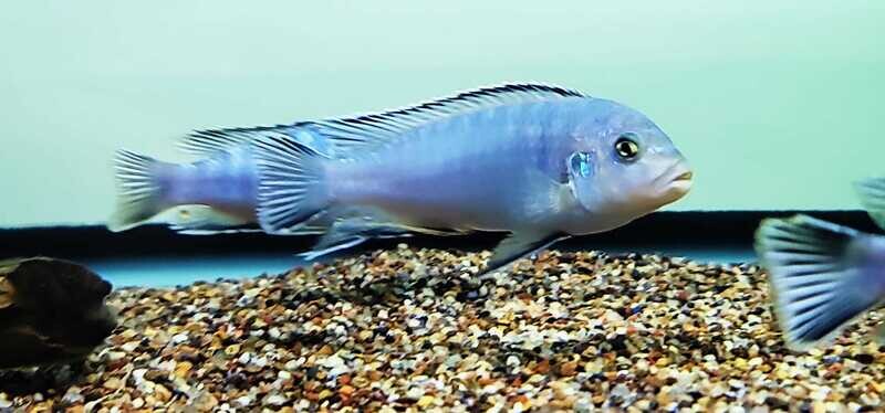 Cobalt Blue Zebra Cichlid - (Metriaclima callainos)