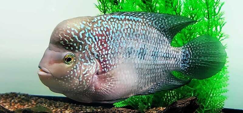 Super Red Dragon Flowerhorn