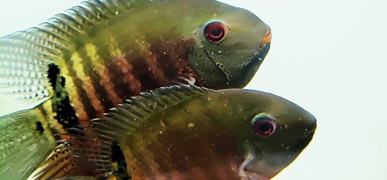 Banded Severum