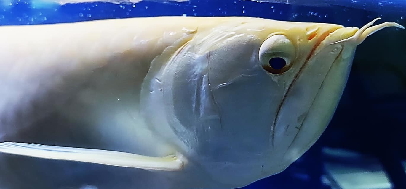 Giant Silver Arowana Fish