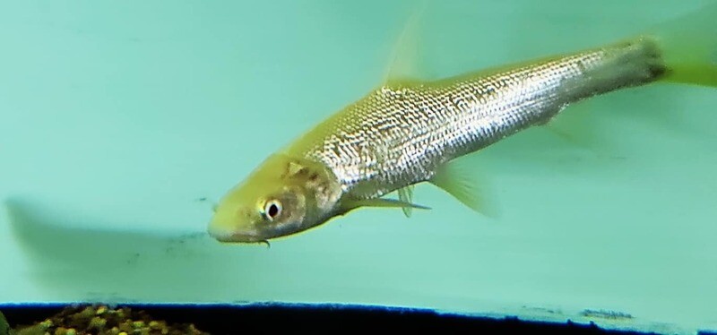 Aral Barbel (Luciobarbus Brachycephalus) Albino