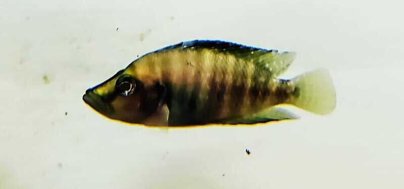 Compressiceps Cichlid - (Altolamprologus compressiceps)