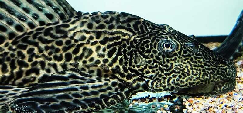 Common Pleco L021/L023 - (Pterygoplichthys pardalis)