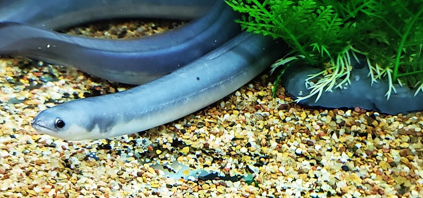 American eel - (Anguilla rostrata)