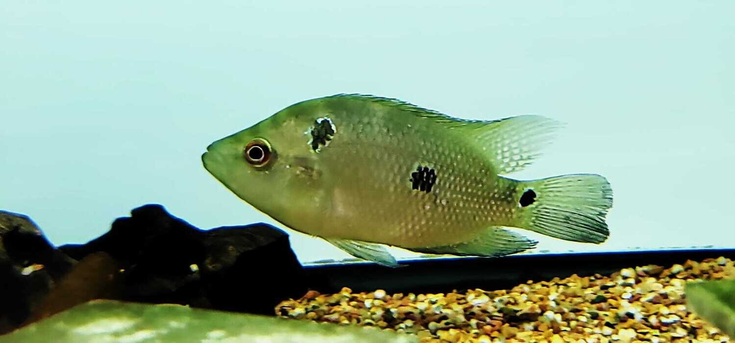 Three Spot Cichlid | atelier-yuwa.ciao.jp