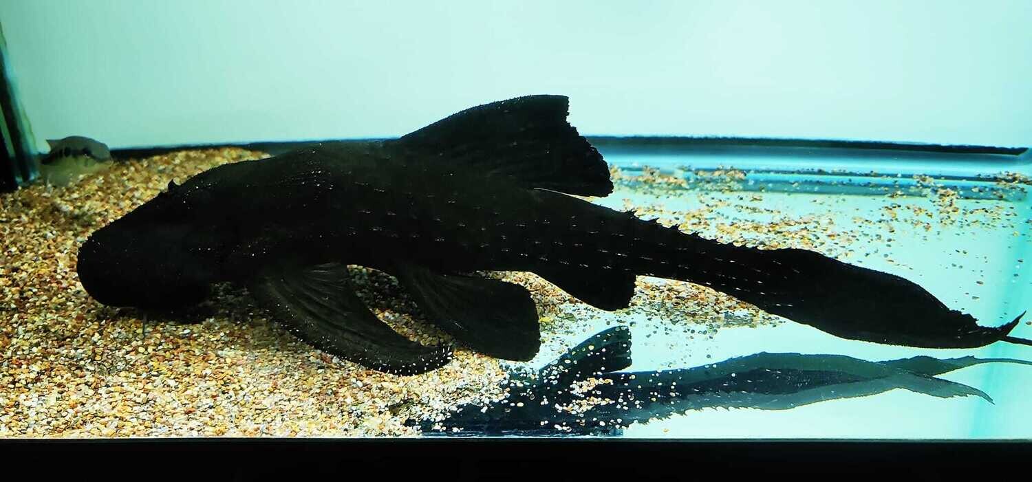 Polka Dot Lyre Tail Pleco - (Acanthicus adonis)