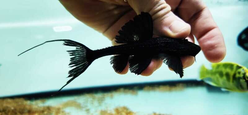 Lyre Tail Pleco L155 - (Acanthicus hystrix)