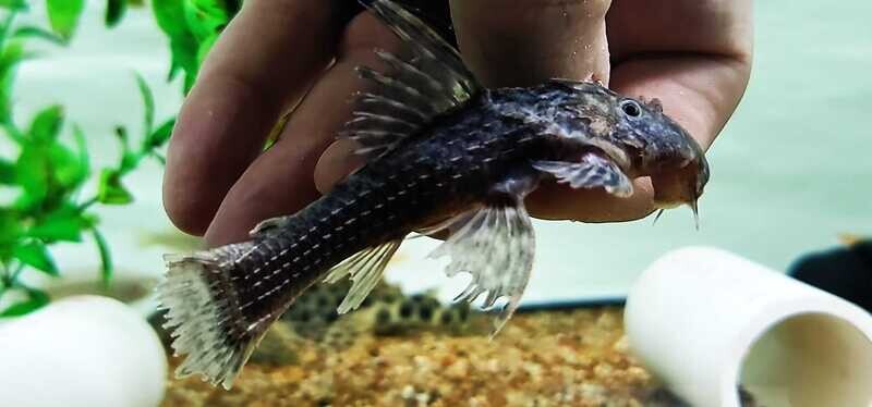 L064 Broad Tail Cactus Pleco For Sale Online