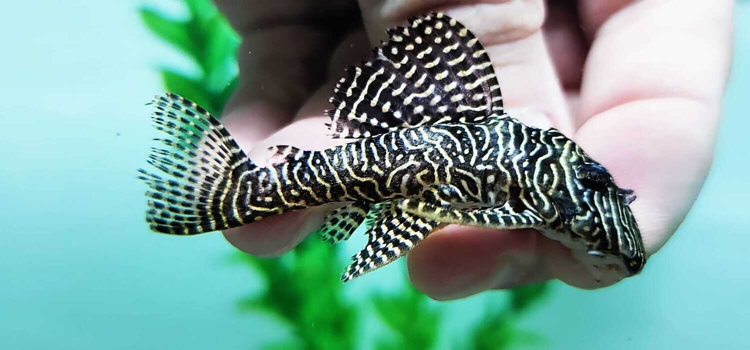 Queen Arabesque Pleco