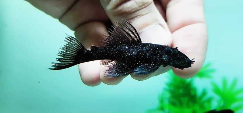 L100 Xingu-antennesugemalle For Sale Online (Ancistrus sp.)
