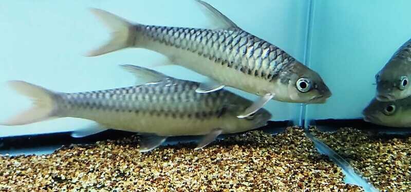 Red mahseer - (Tor Sinensis)
