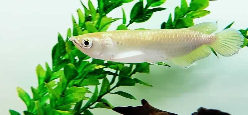 Australian Arowana