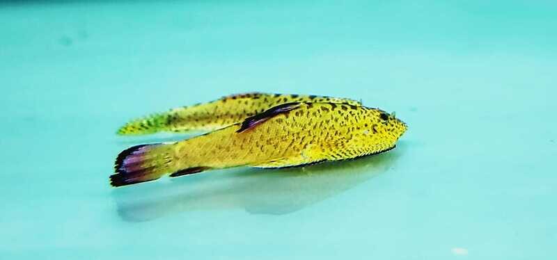 Purple Fin Loach - (Pseudogastromyzon laticeps)