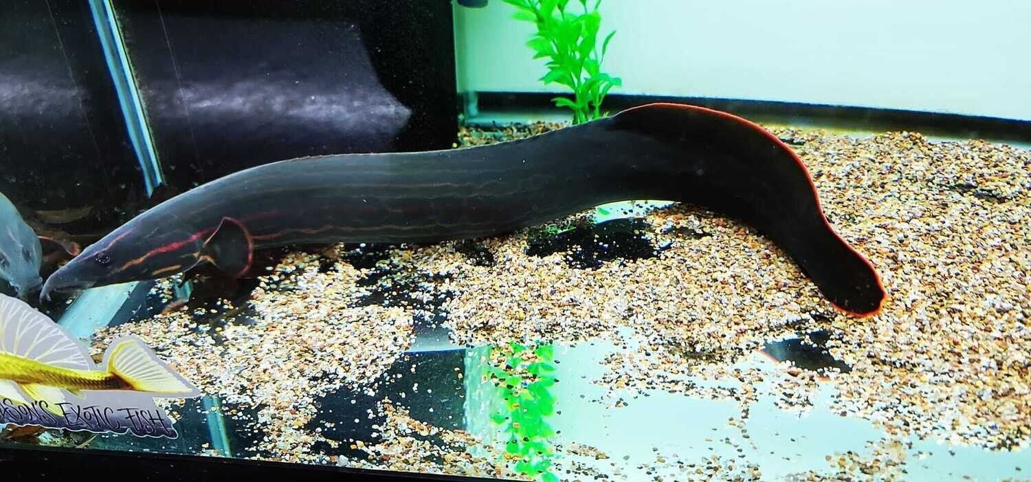 Fire Eel Tank