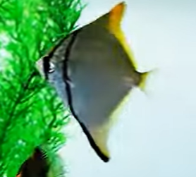 African Moony For Sale Online (Monodactylus sebae)