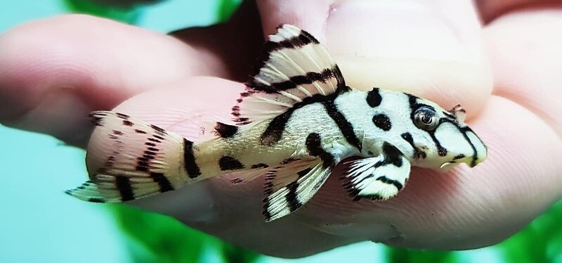 Super White L236 - (Hypancistrus sp.)