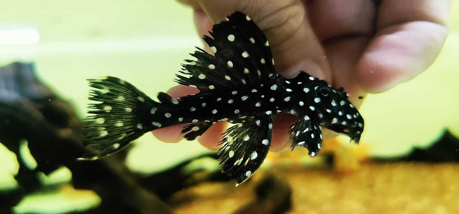 Vampire Pleco
