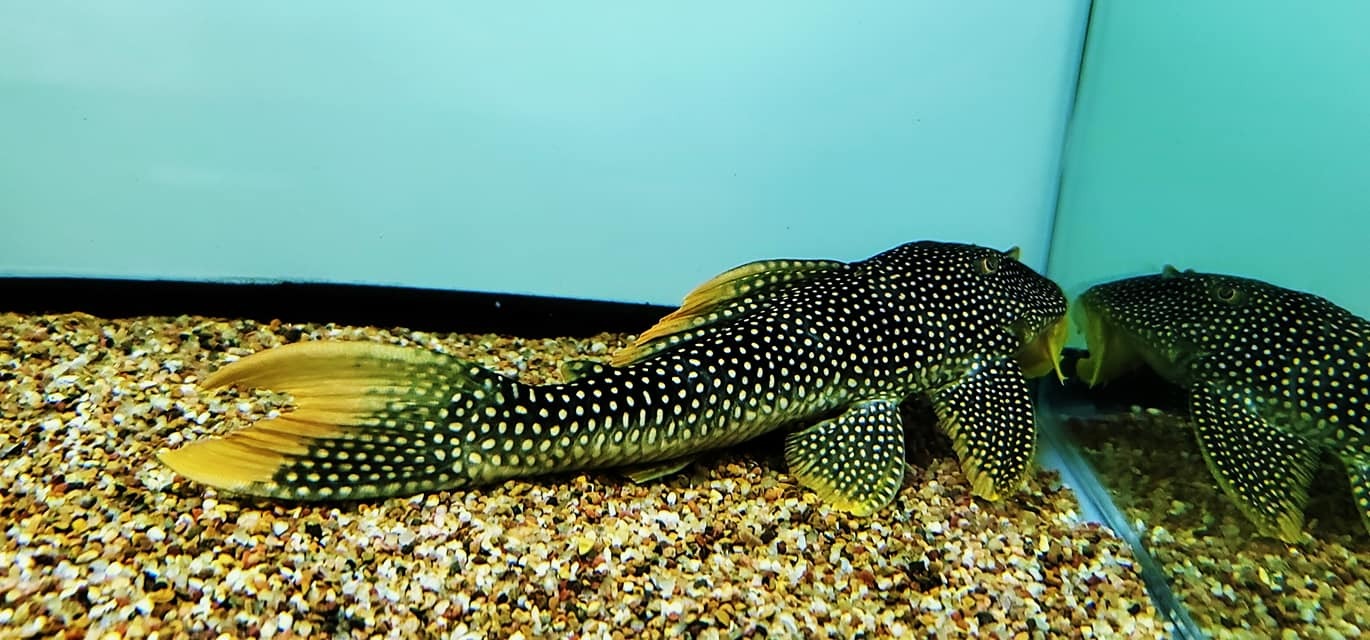 Sunshine Pleco