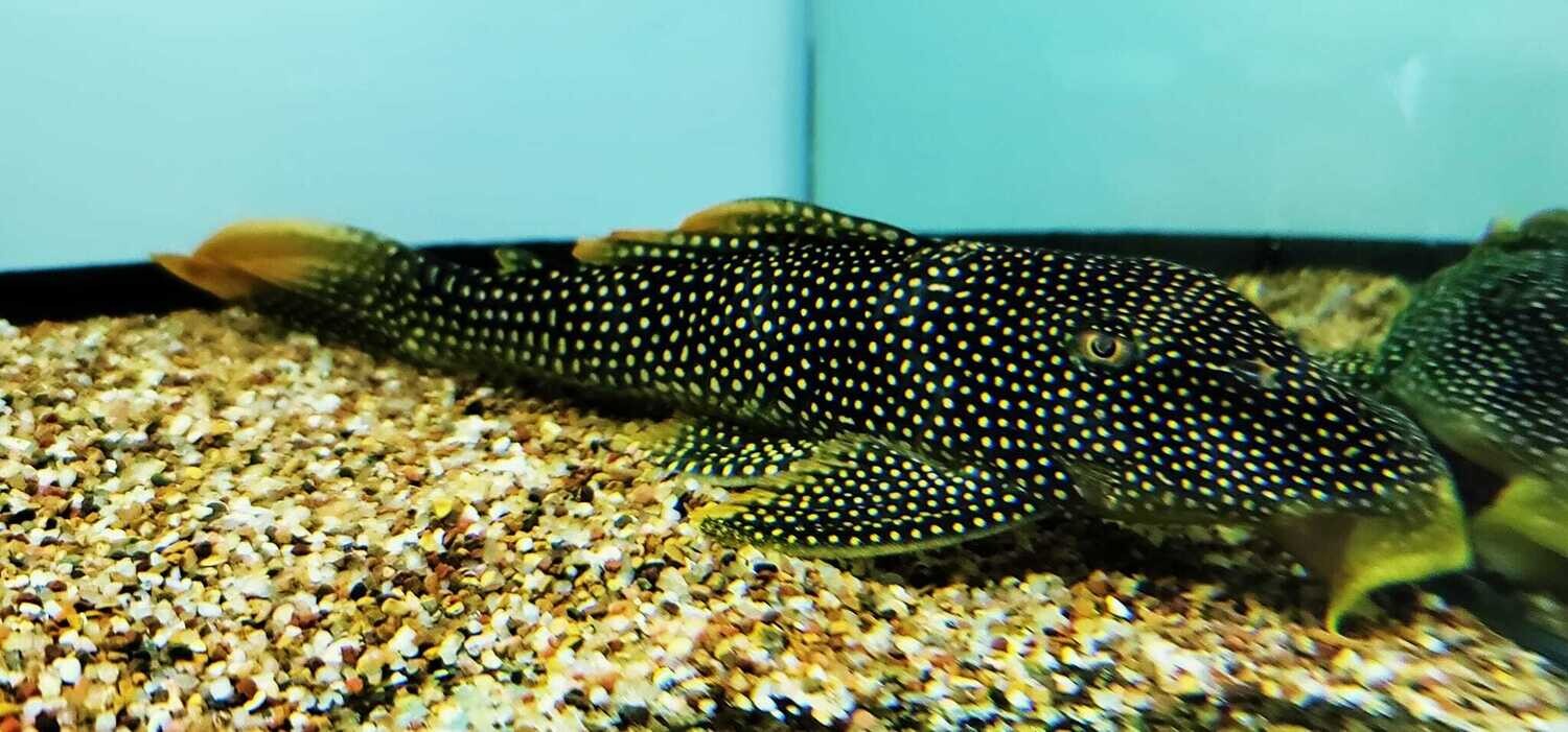 Sunshine Pleco