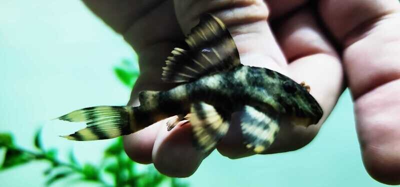 L398 Tanke Tiger Pleco For Sale Online (Panaqolus tankei)