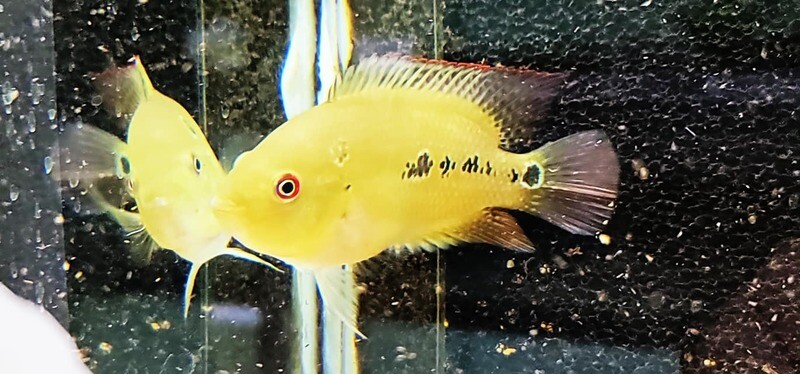 Trimac Cichlid/Three Spot Cichlid - (Amphilophus Trimaculatus)