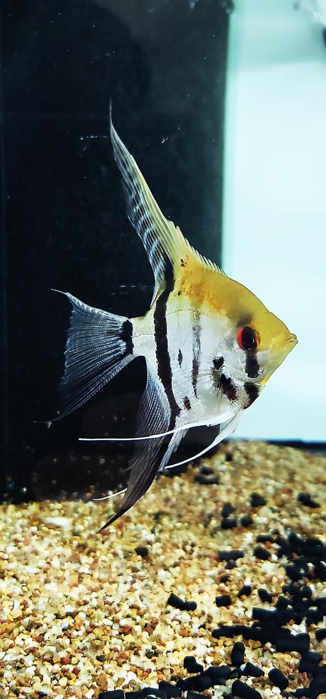 Freshwater Marble Angelfish