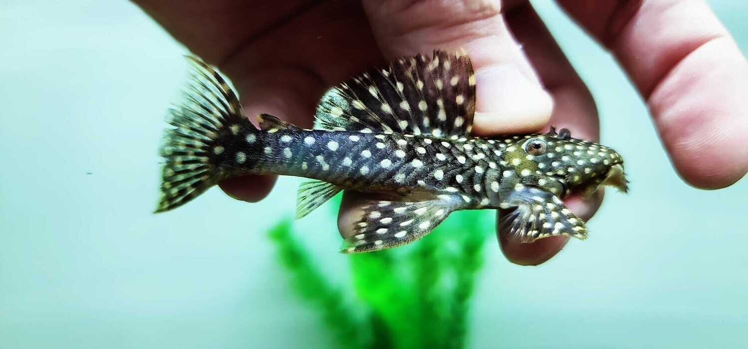 Galaxy Pleco L029 - (Leporacanthicus galaxias)