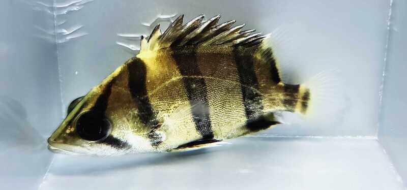 Mekong Tiger Perch/NTT Datnoid - (Datnioides Undecimradiatus)