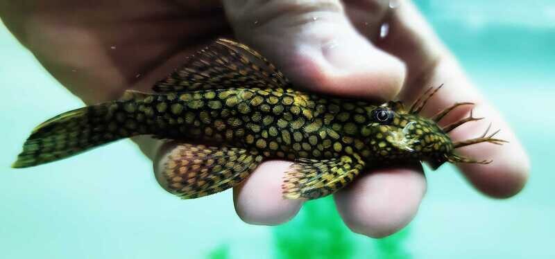 Honeycomb Bristlenose - (Ancistrus sp. Wabenmuster) Breeding Pair