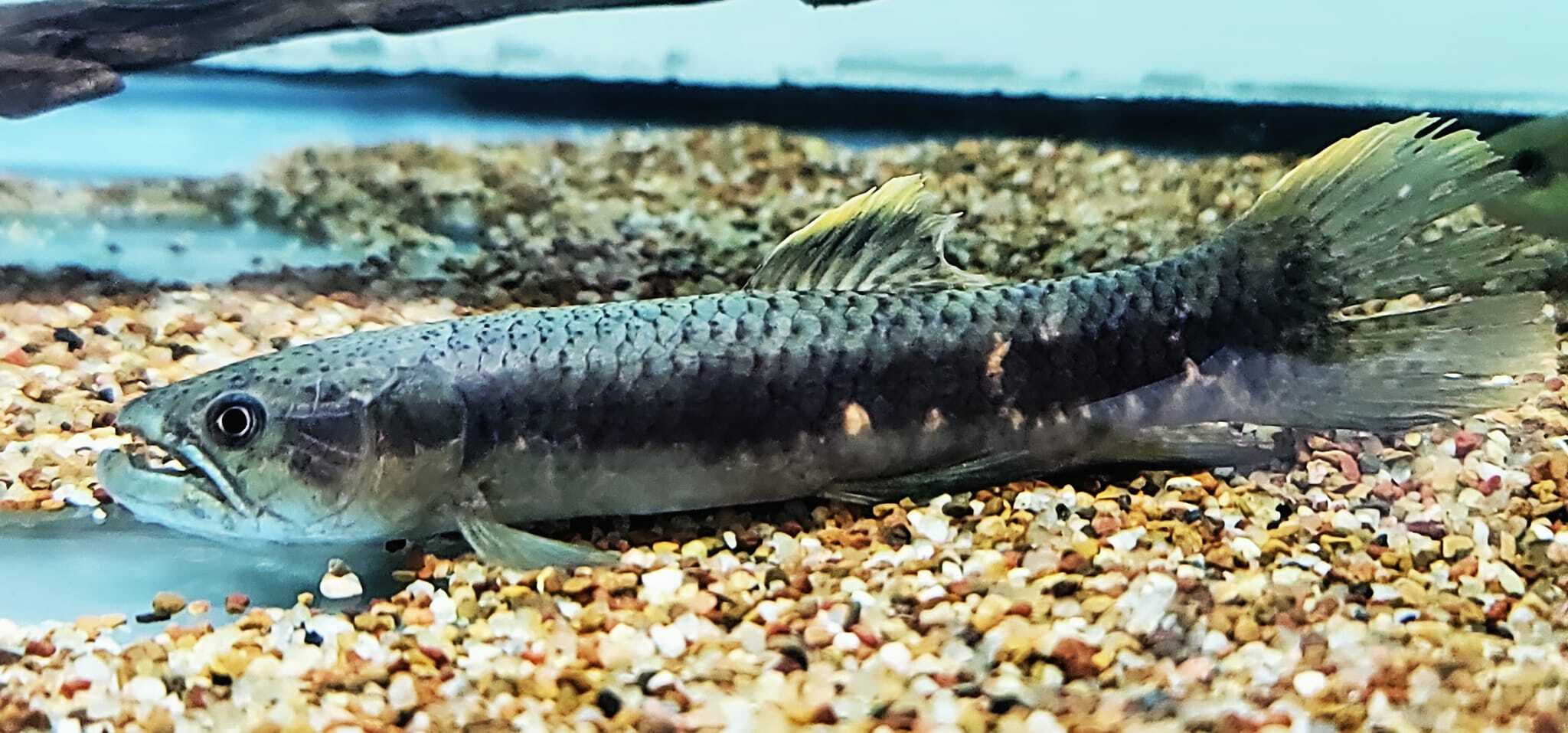 Freshwater Rainbow Wolf Fish