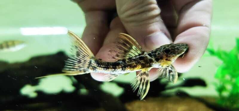 L273 Titanic Pleco For Sale Online - (Pseudacanthicus sp.)