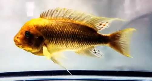 Petrochromis sp. Moshi Yellow